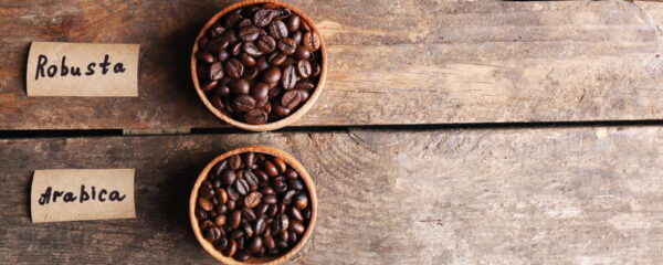 ☕ Café Arábica vs Robusta | Cafés El Criollo